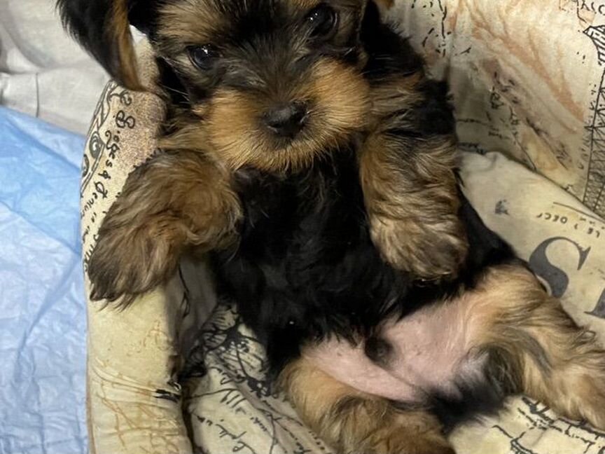 Собака мини йорк