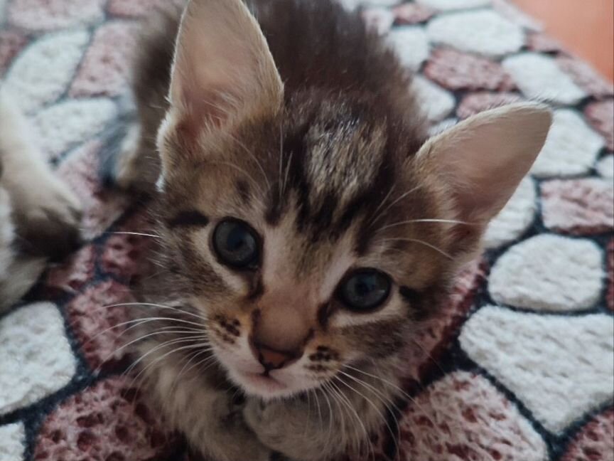 Кошка в хорошие руки