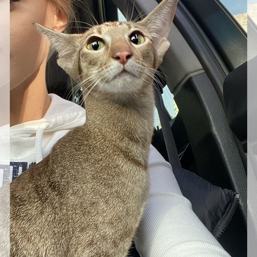 Ориентальная девочка