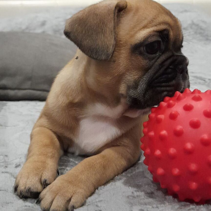 Щенки Французского бульдога