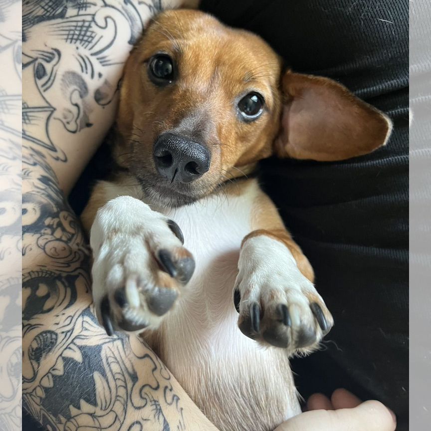 Такса, взрослая собака