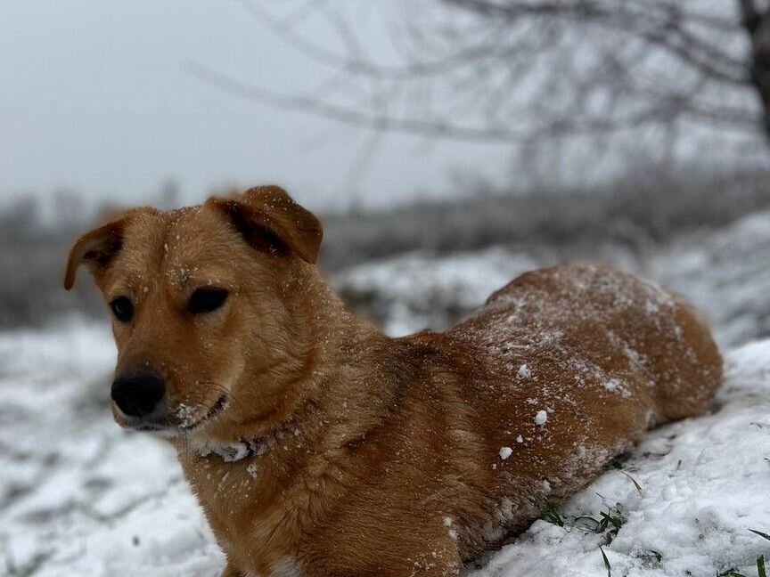 Маленькая собачка ищет дом