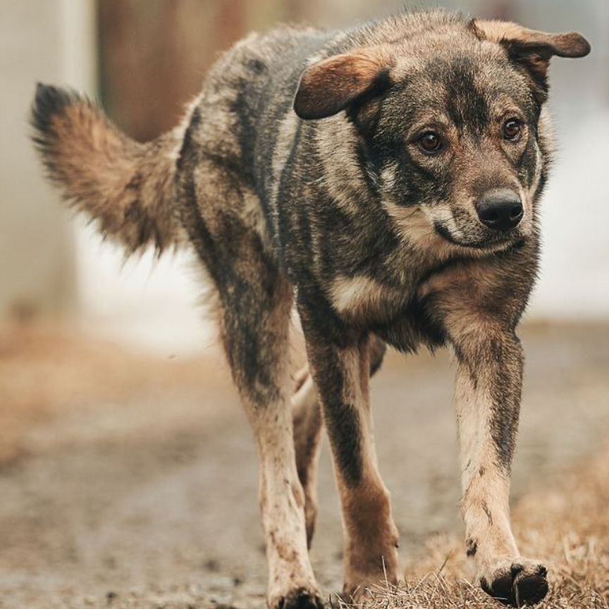 Взрослый пёс в добрые руки