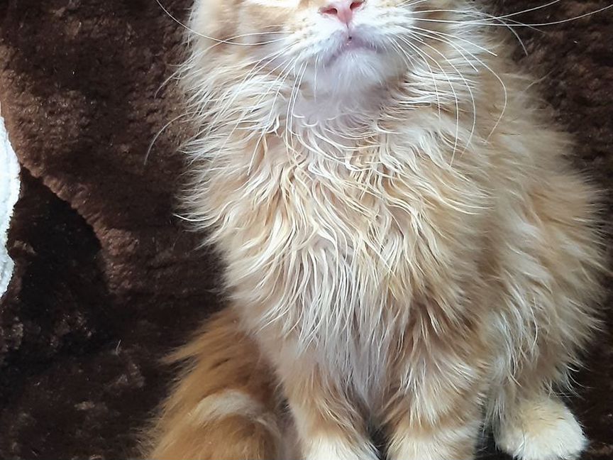 Котики из питомника