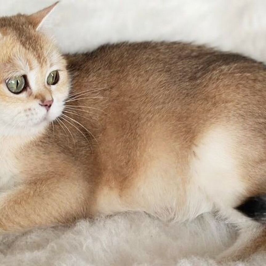 Британская кошка золотая
