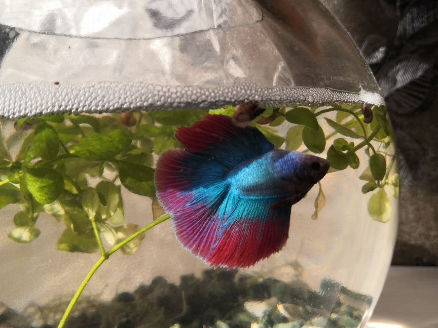 Аквариумные рыбки лягушки