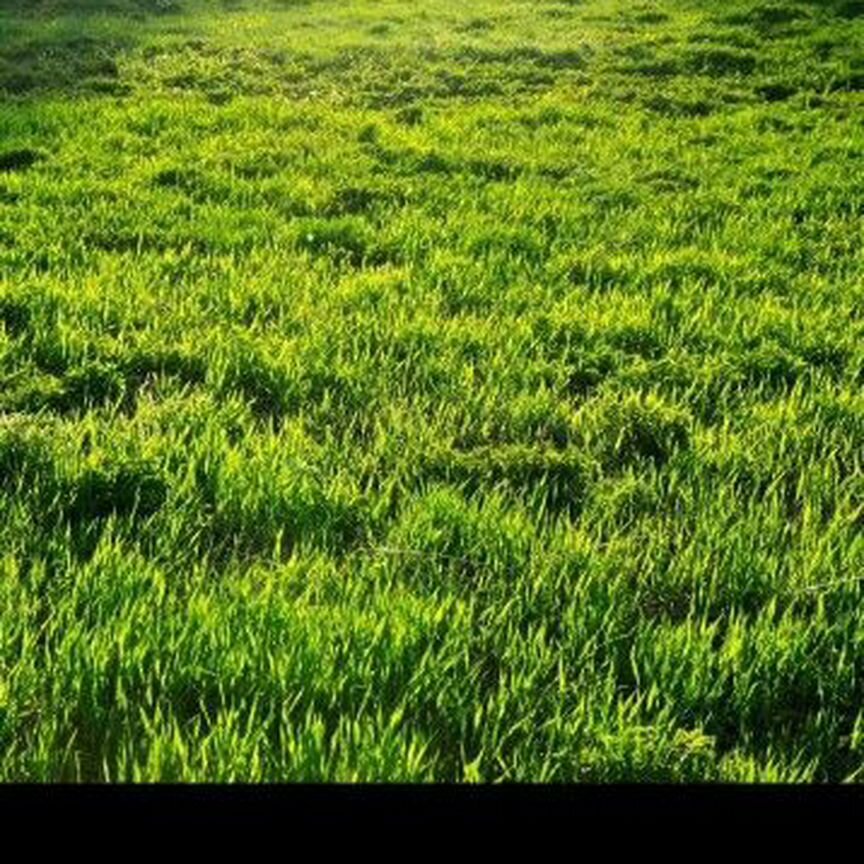 Сено люцерны