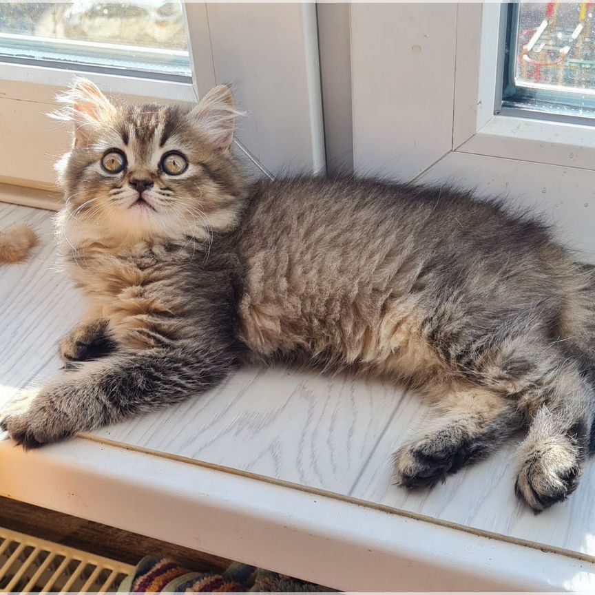 Шотландский прямоухий длинношёрстный котёнок
