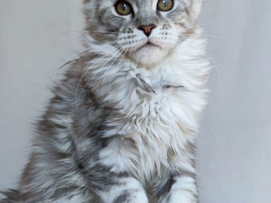 Котята мейн-кун