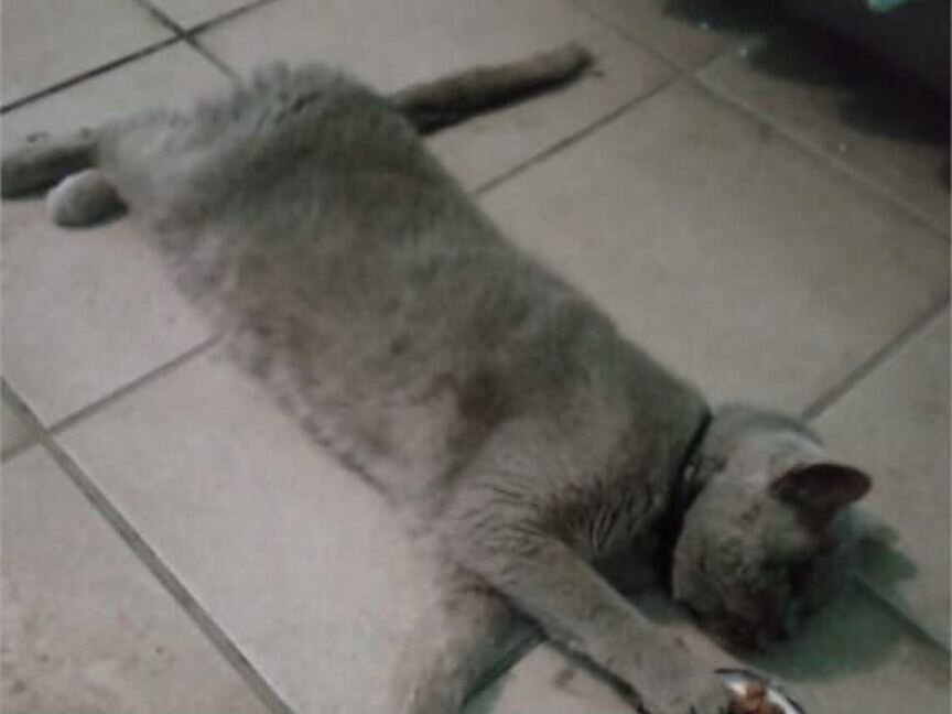 Кота вышвырнули изо окна