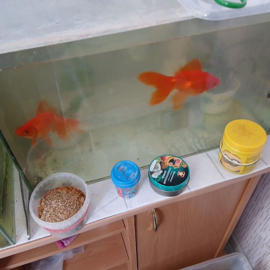 Золотые рыбки