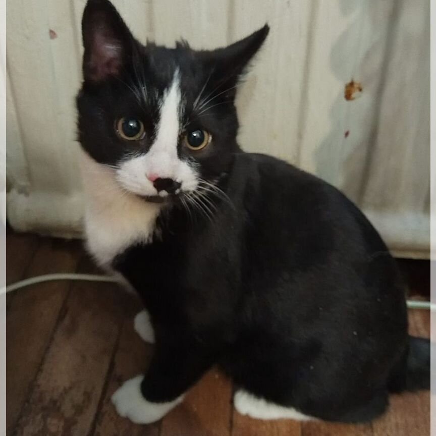 Котёнок в добрые руки