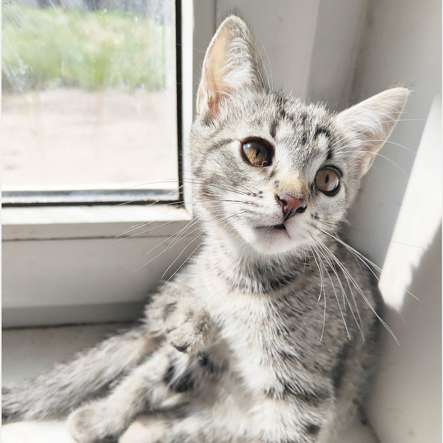 Котята отдам в добрые руки бесплатно