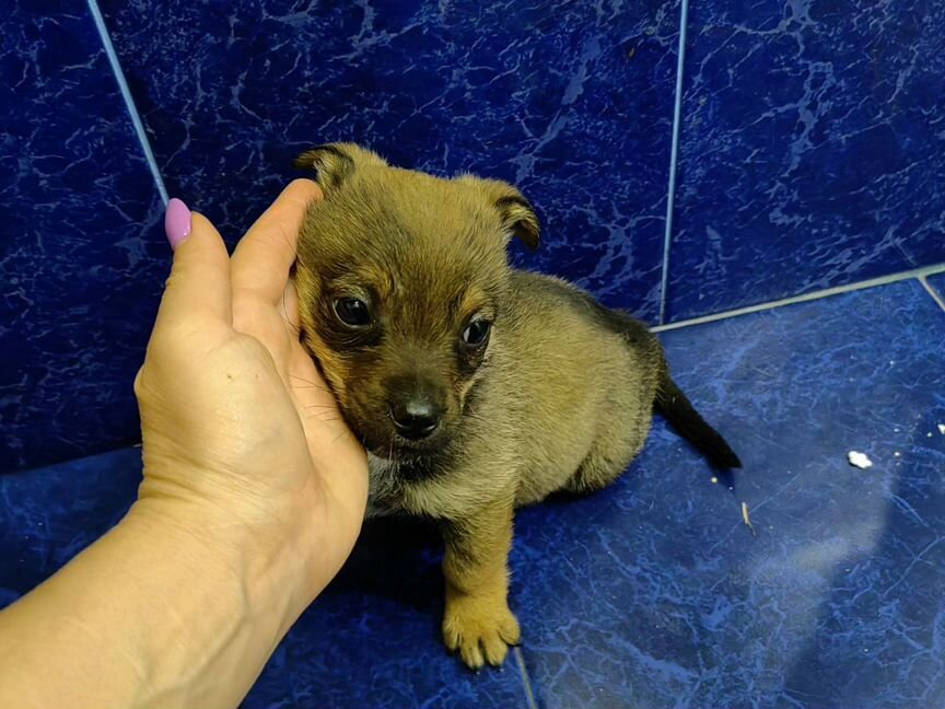 Маленькие собачки в приюте