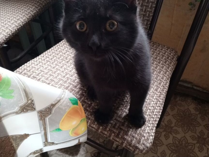 Ищу дом котику