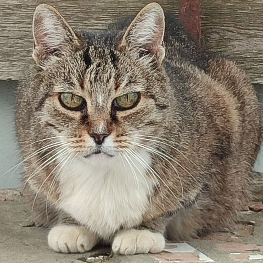 Кошка Мурка в добрые руки