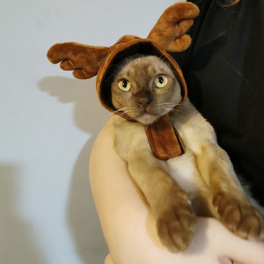 Котёнок от частного владельца