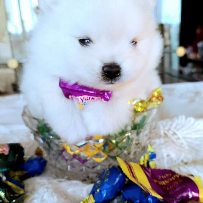 Мальчишки мини мишки