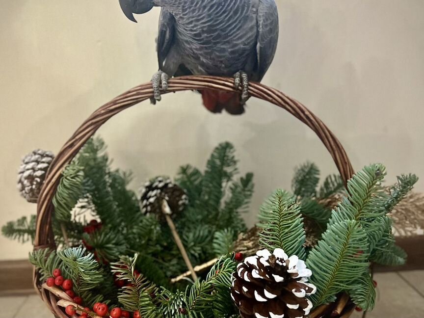 Ручной попугай говорящий