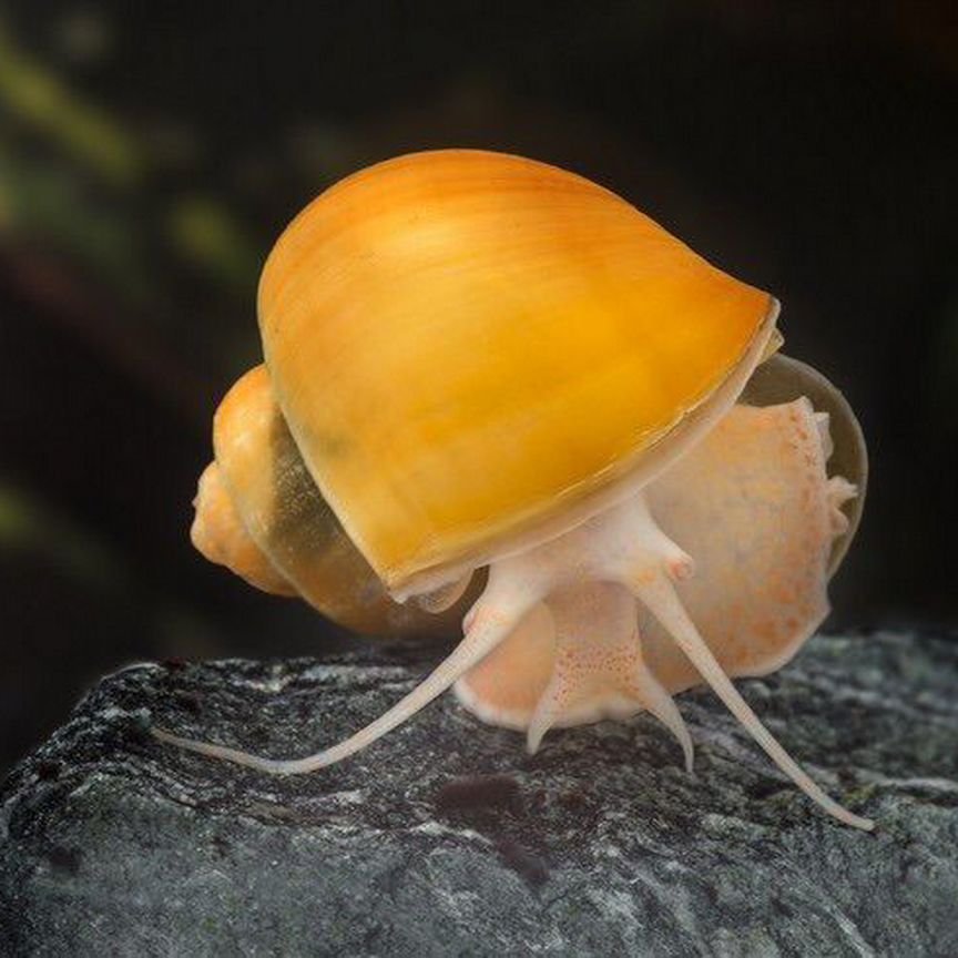 Улитки ампулярии