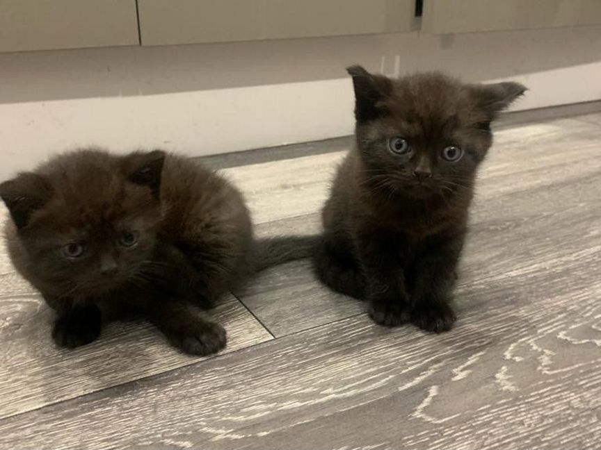 Британская кошка шоколадная