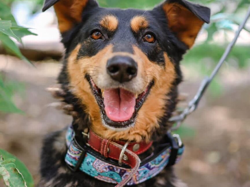 Приходи в приют за другом