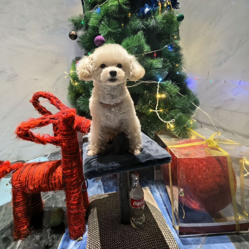 Мальтипу, щенок