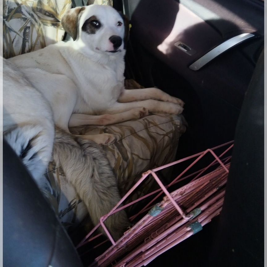 Взрослый пёс в добрые руки