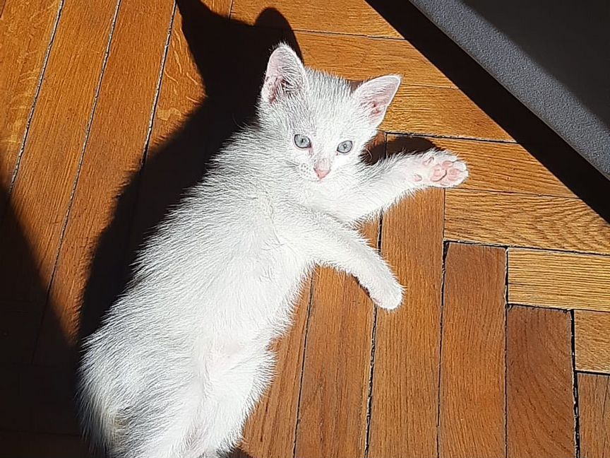 Котята в добрые руки бесплатно мальчик