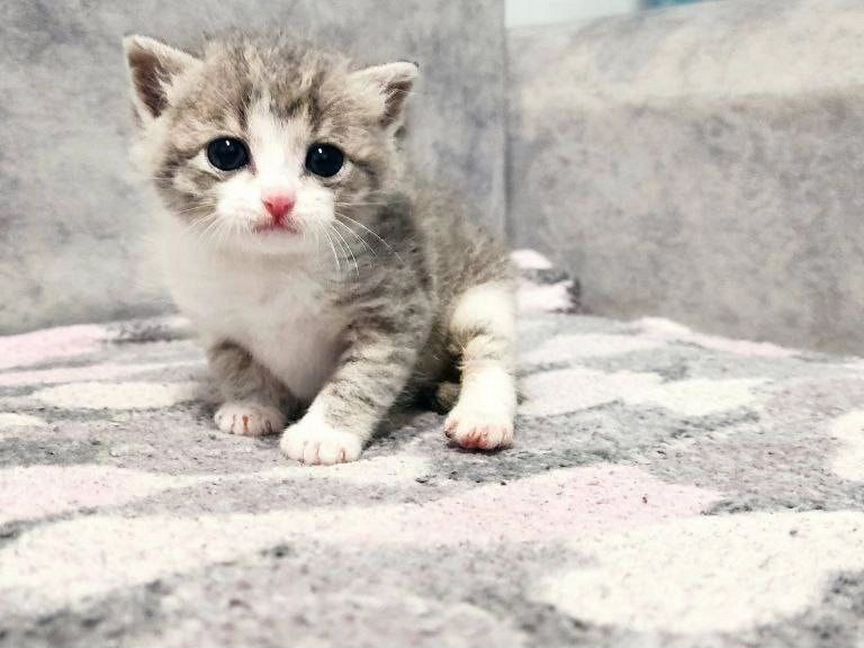 Кошка с моей небольшой доплатой