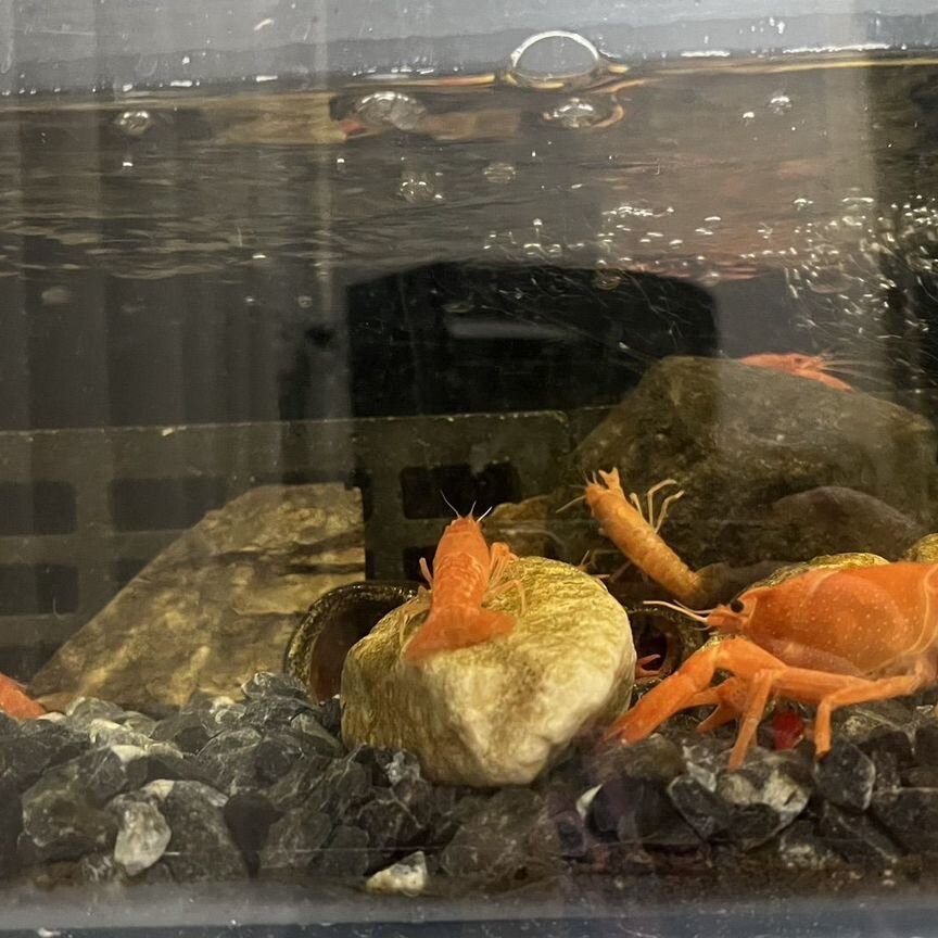 Калифорнийский рак