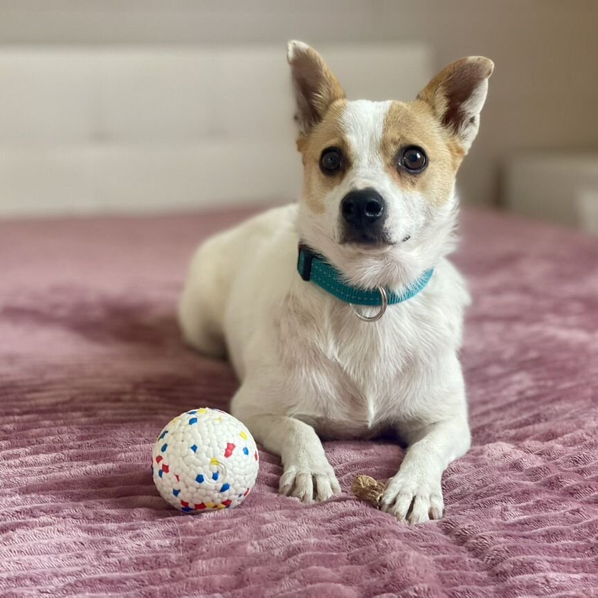 Маленькая собака в добрые руки