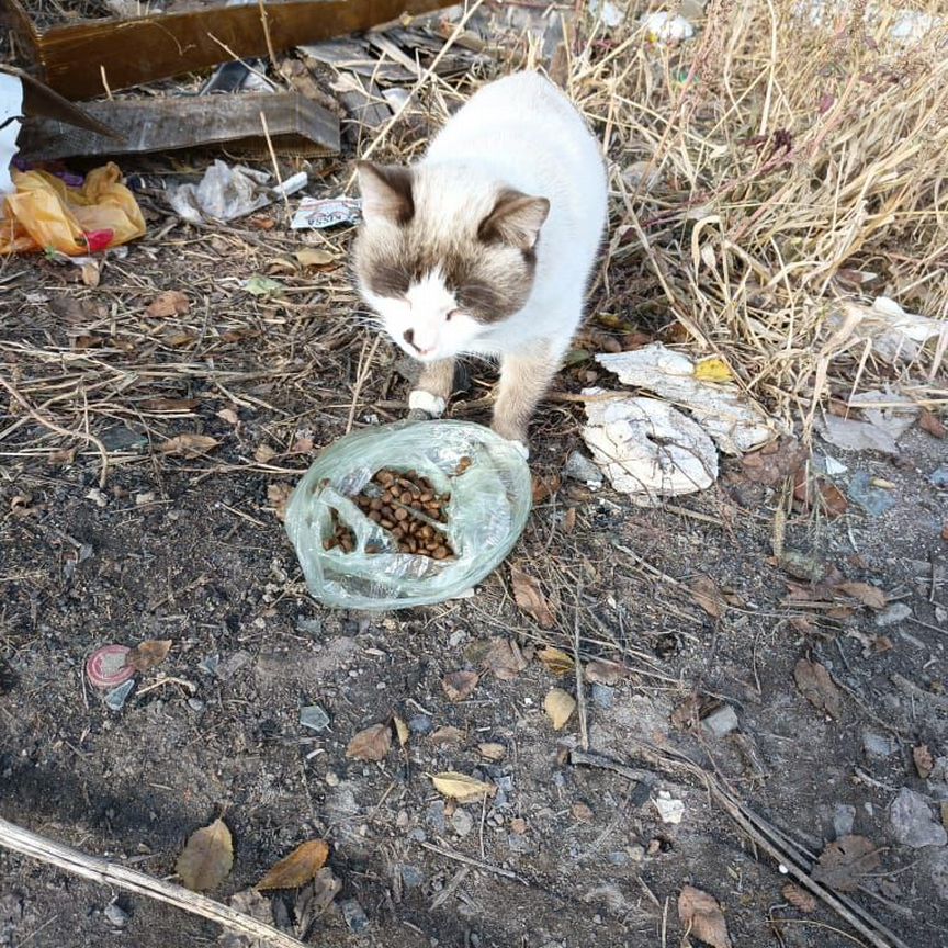 Найден кот, явно домашний, очень добрый