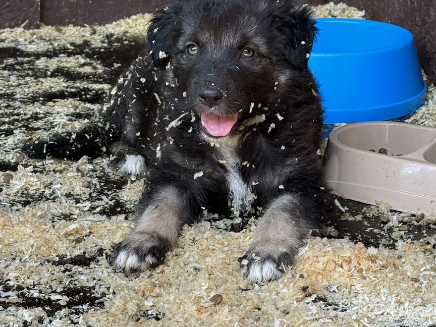 Щенок Эмма ищет дом