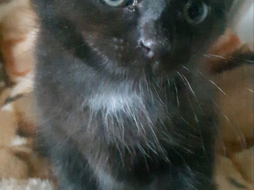 Кошка в дар