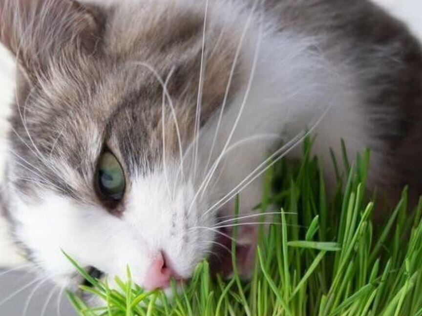 Трава для кошек собак пророщенная пшеница