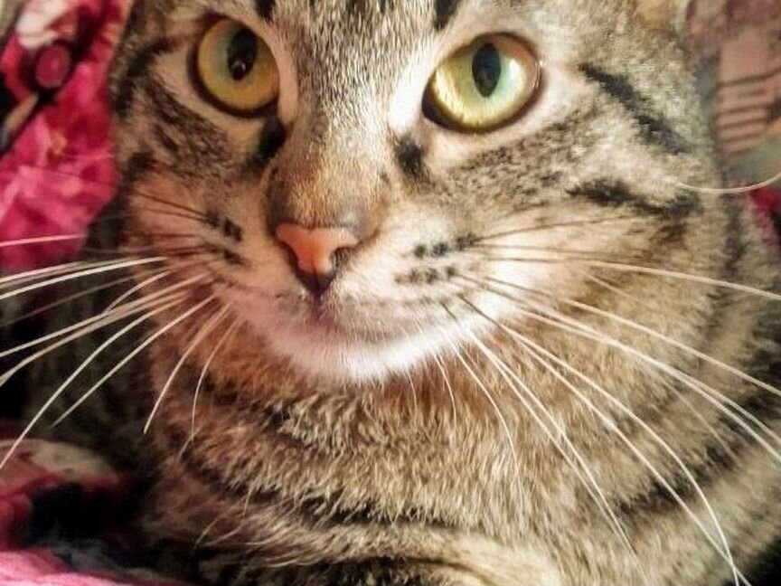 Молоденький котик тигрового окраса с рыжим носиком