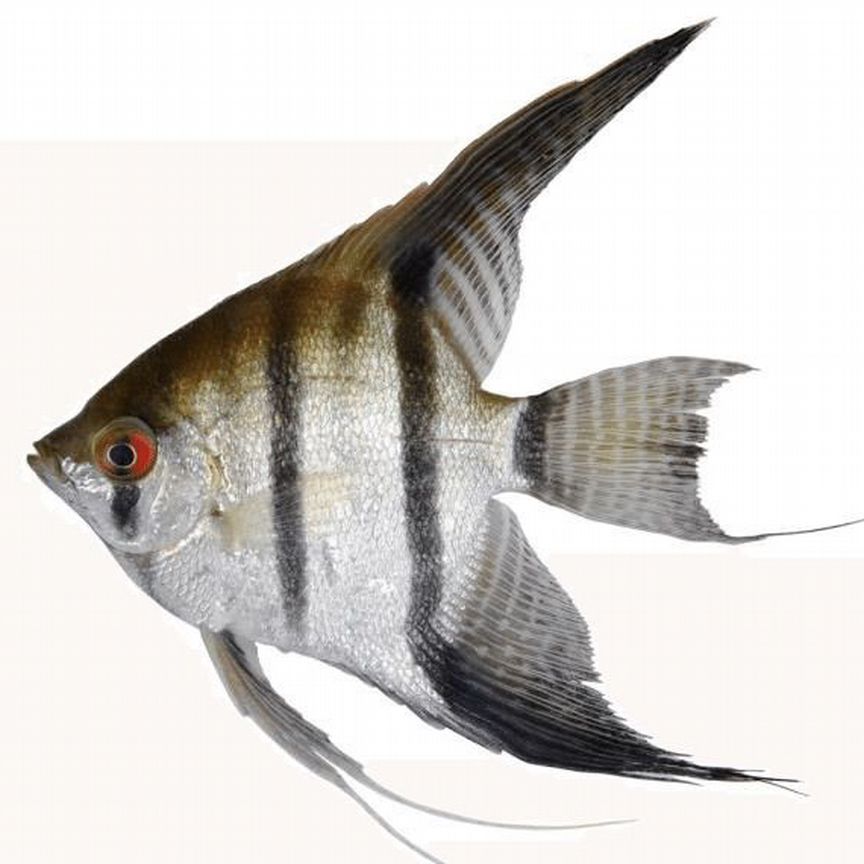 Рыбки скалярии и таракатумы