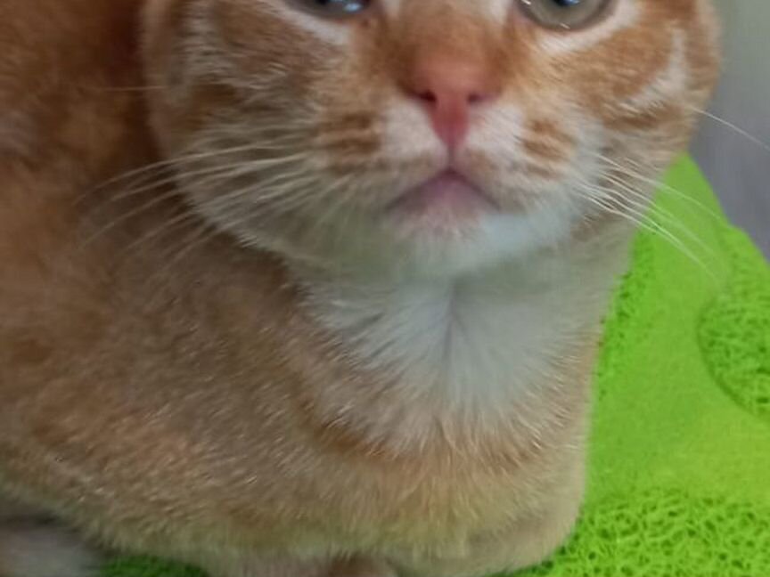 Котик ищет дом