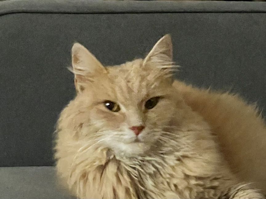 Мейн-кун в самые добрые руки