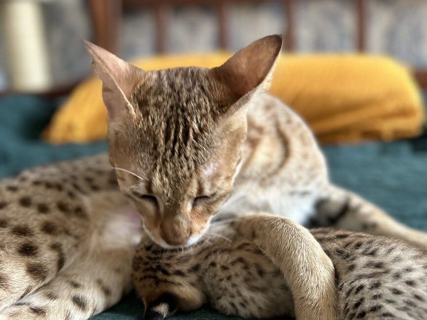 Котята саванна ф1 HP 65%