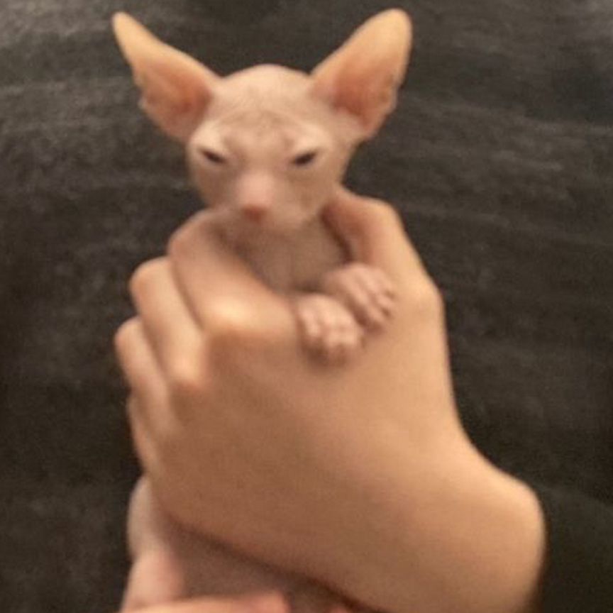 Донской сфинкс котёнок