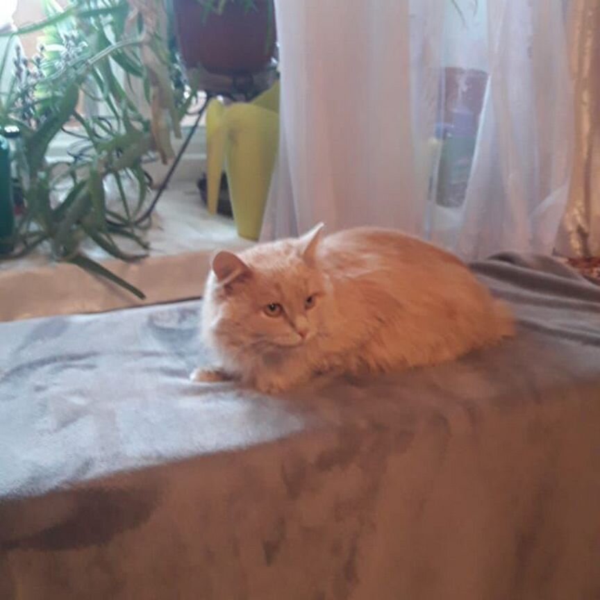 Рыжий кот в добрые руки