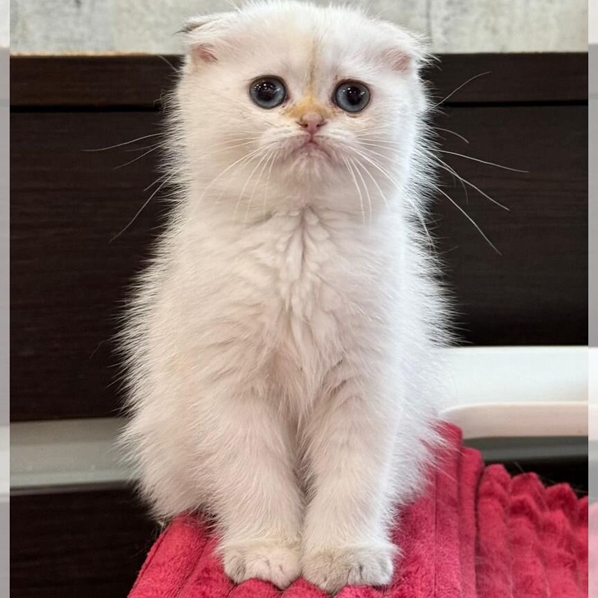 Шотландская колорная шиншилла