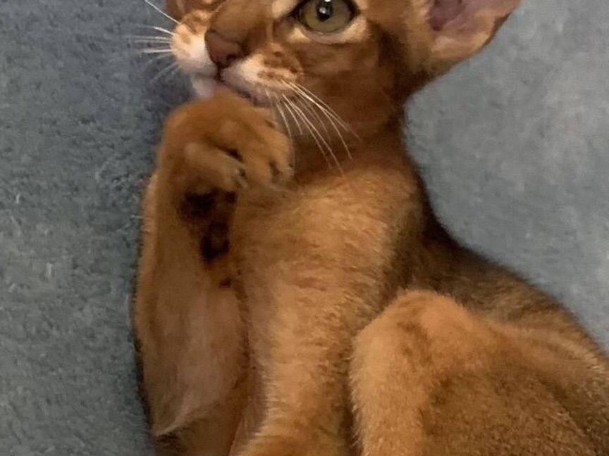 Абиссинская обезьянка