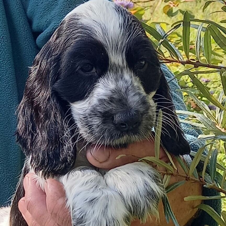 Чудесный малыш английский кокеренок