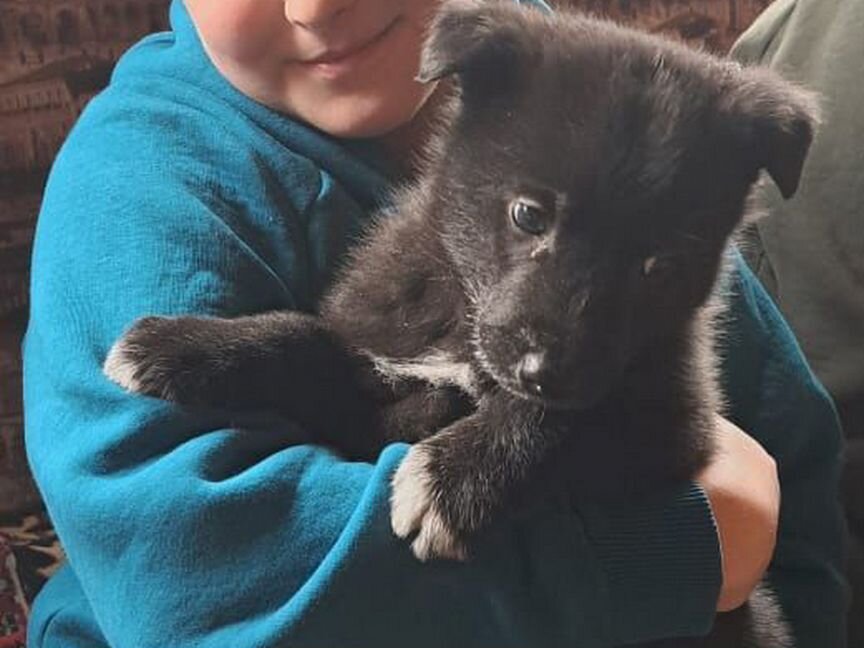 Щенок лайки 2 мес, мальчик в добрые руки