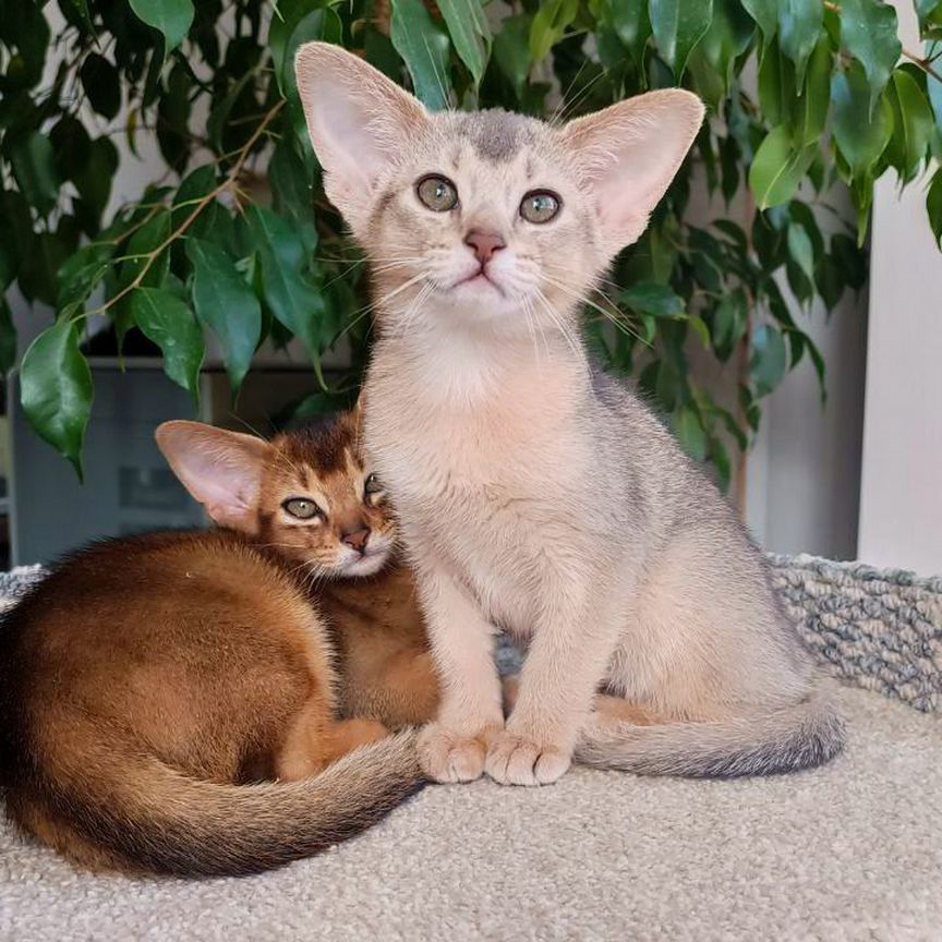 Абиссинская порода голубой и дикий окрас с докумен