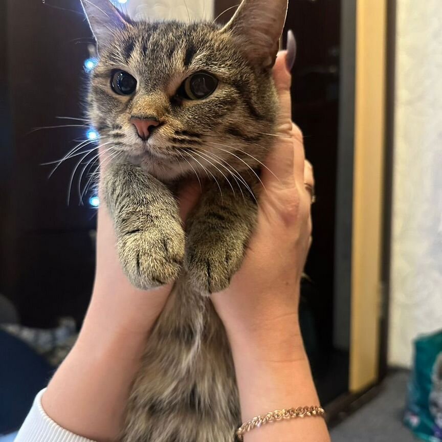 Кошка девочка в добрые руки