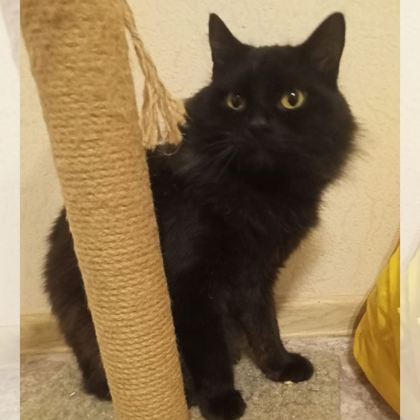 Котик